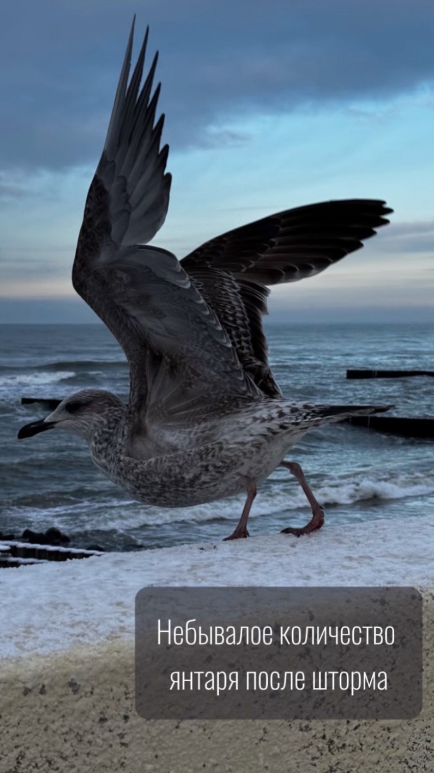 Небывалое количество янтаря выброшено на берег в Калининградской области