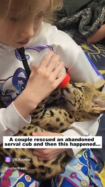 Приколы с животными