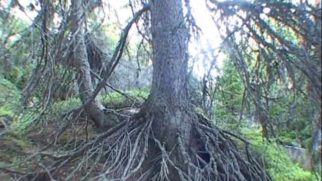 ©  " Остров Надежды. Деревья" 2006