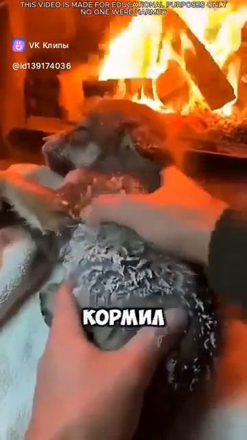 Приколы с животными