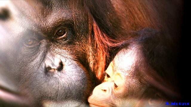 Stive Morgan - Star Marathon