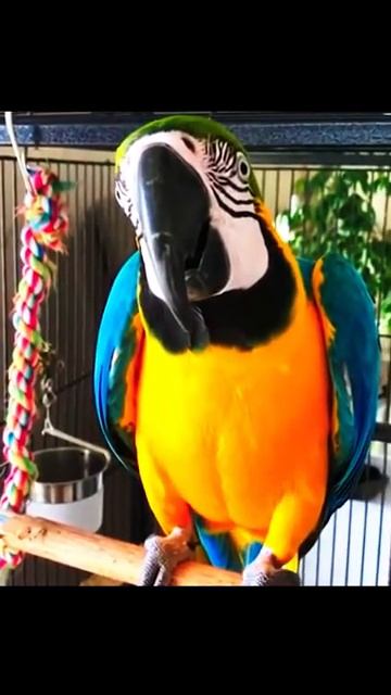 Это возможно самый смешной диалог между попугаем и его владелицей [get.gt]