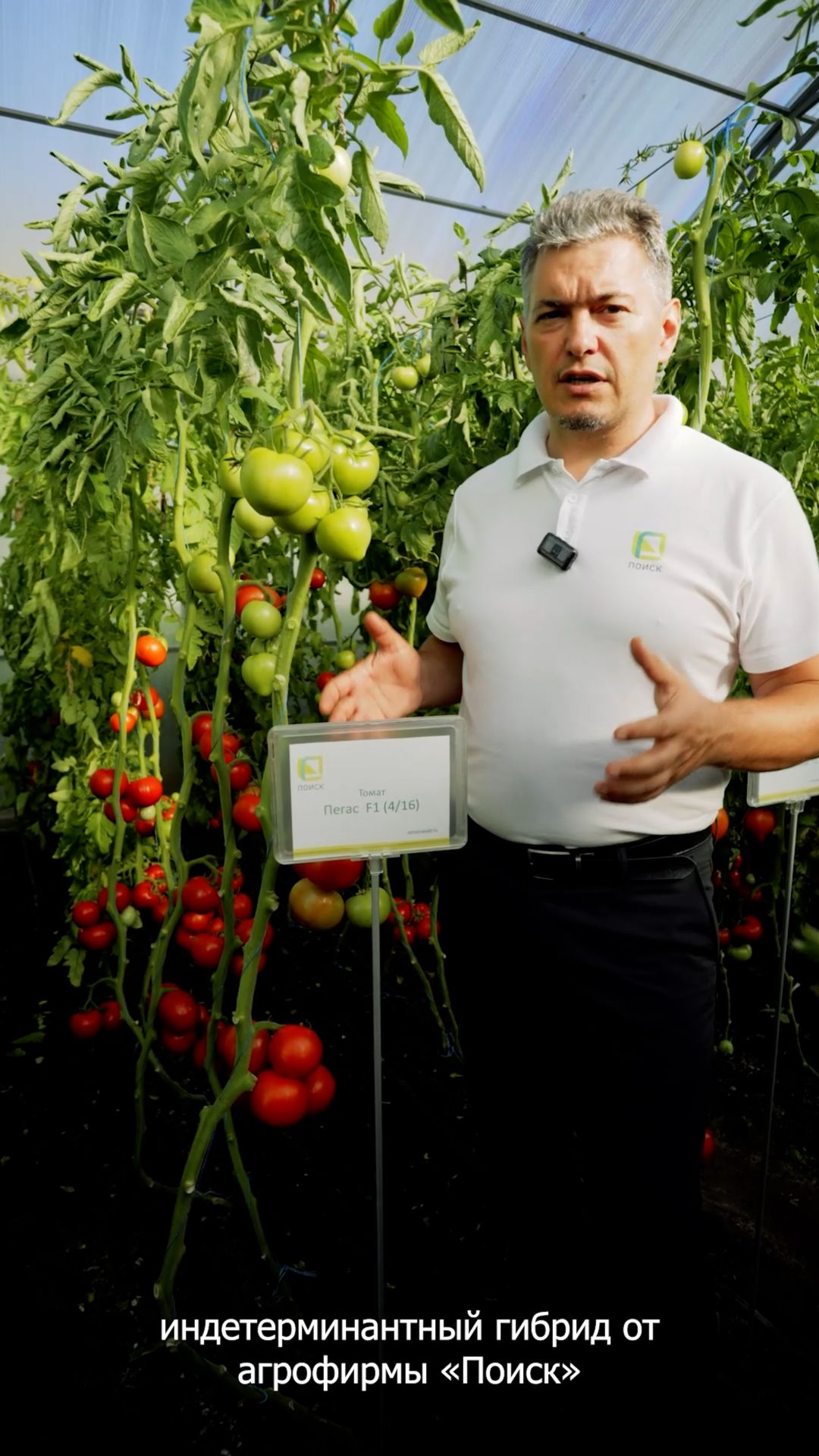 Почему мы советуем посеять именно этот томат?