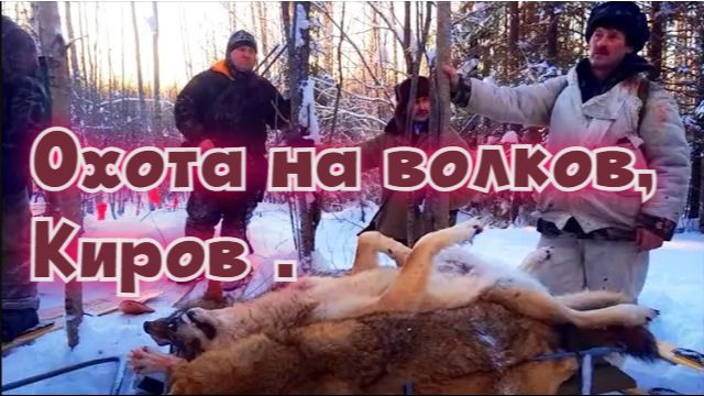 Охота на волков, Киров .#охотасгончей#собака #животные #топ #hunting #волки