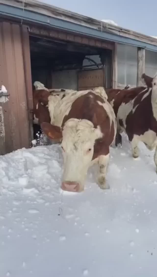 Когда коровы счастливы