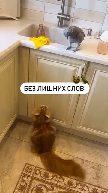 African Grey Parrots Sweetest Talking Moments [get.gt]