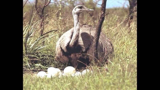 Жестокий страус.