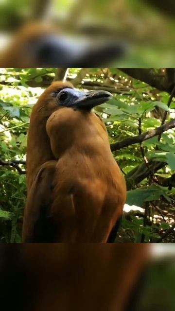 ПТИЦА-КАПУЦИН