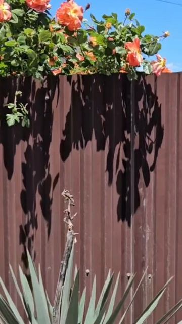 Однажды в Абхазии. Май 2025. Невероятные розы.