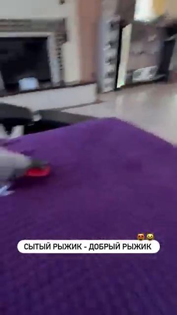 This Parrots Talking Skills Are Amazing [get.gt] (1)