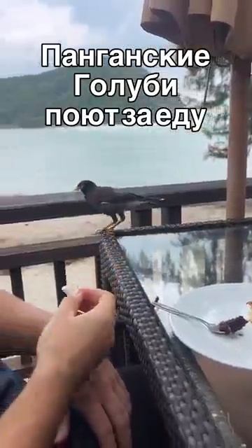 Тайланд остров Панган Птицы поют за едупанган таиланд тайланд thailand pangan юмор [get.gt]