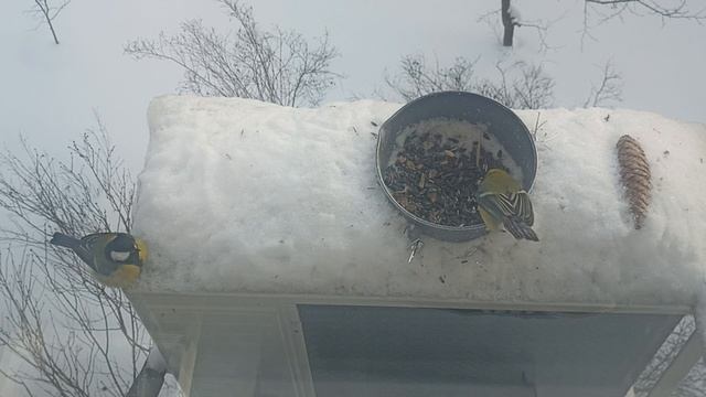 2026-01-13  Морозное утро .  Пища из кормушки — это жизненно необходимое «топливо».