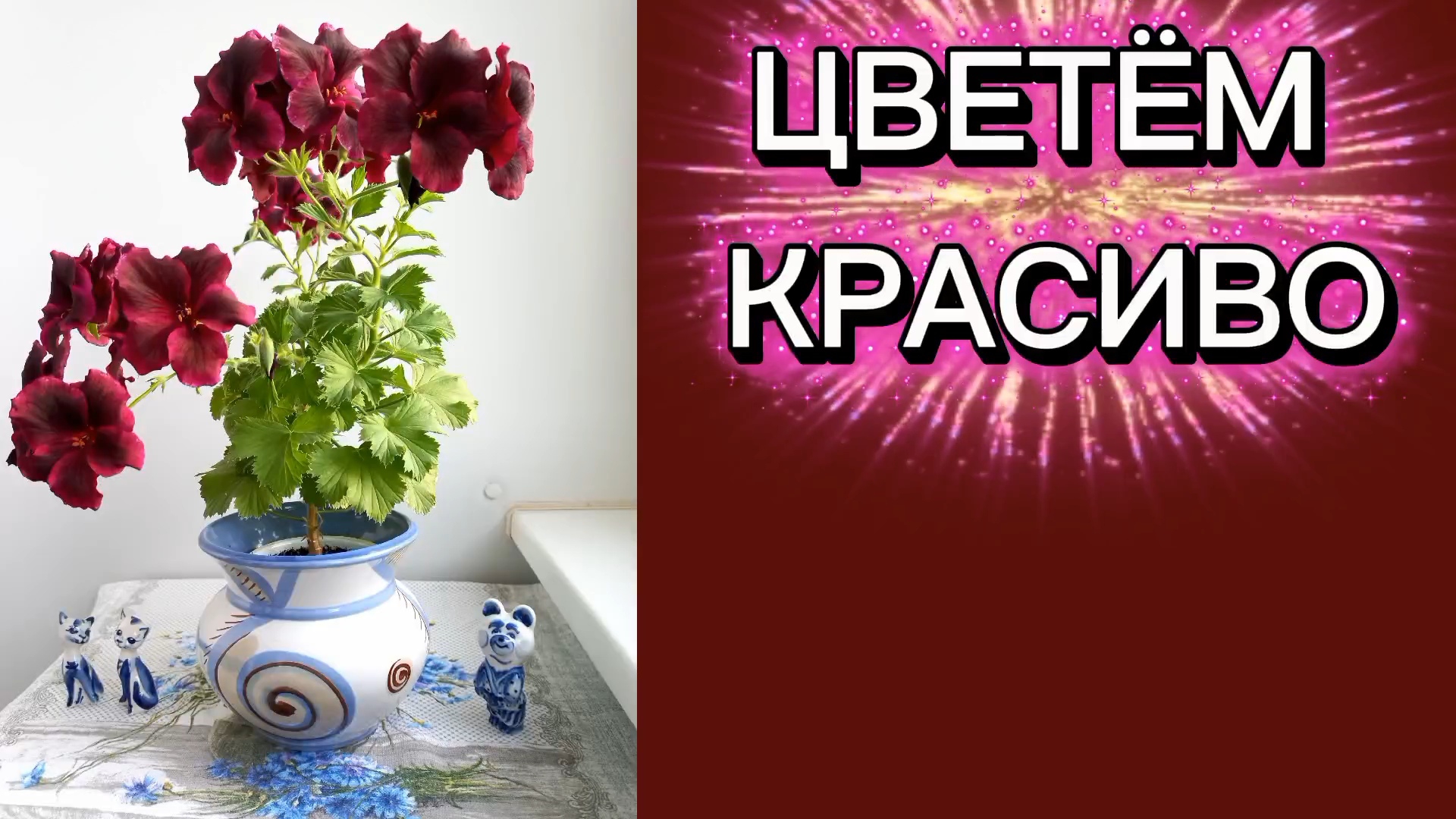 Пеларгония.Цветём красиво. Комнатное цветоводство.