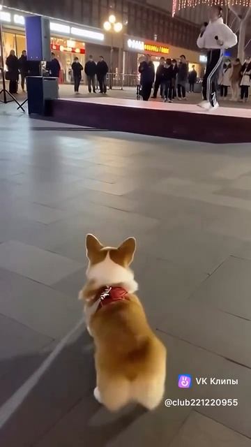 Приколы с животными