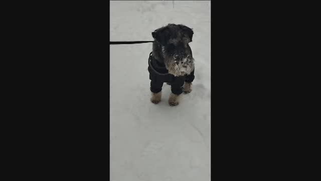 Цвергшнауцер Тоби на Рождественской прогулке