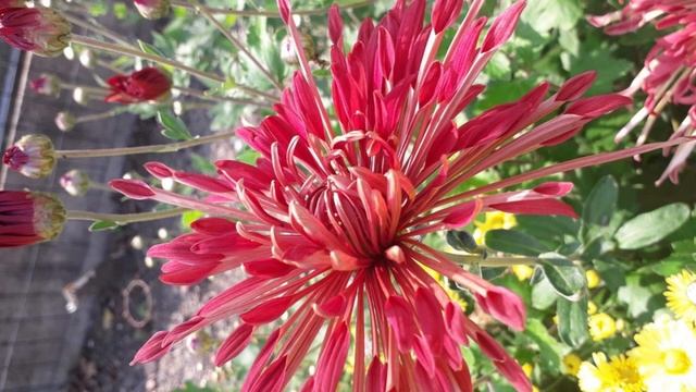 С ДНЁМ РОЖДЕНИЯ!