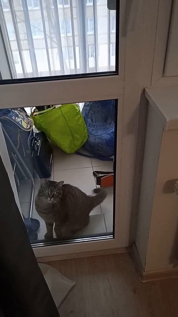 Кот наказан-2