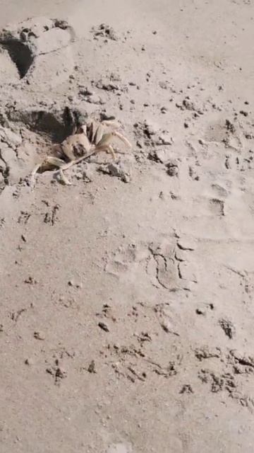 Не стоит злить КРАБА