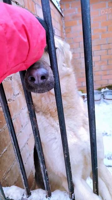 "Наблюдатели" ❥ Приют в Малинках #приютдляживотных