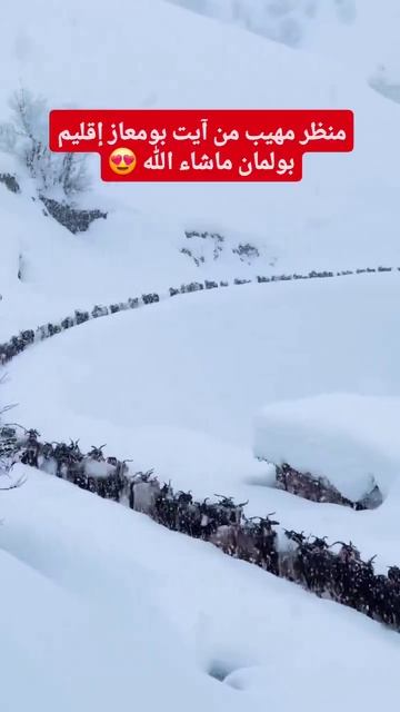 Вереница коз идёт среди сугробов из-за непрекращающихся снегопадов в провинции Бульман, Марокко