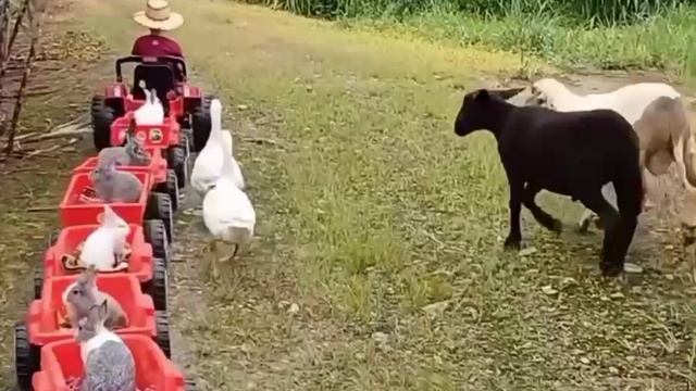 Хозяин! 👍👍👍