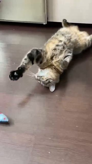 Кот и рыбка