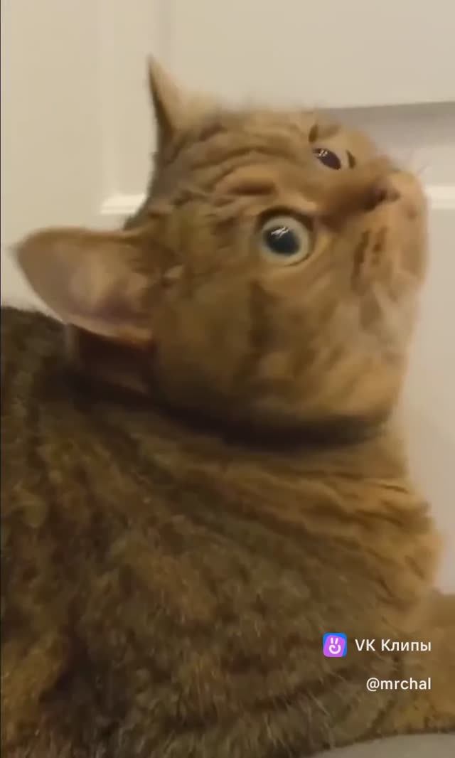 Приколы с животными