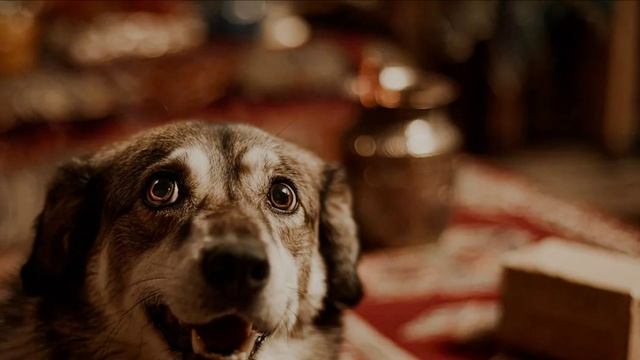 Лапымордахвост