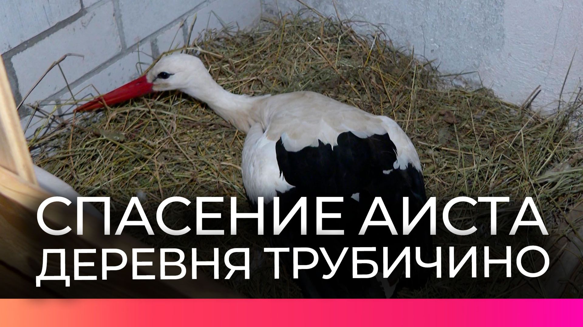 Новгородцы поймали и спасли аиста в Трубичине