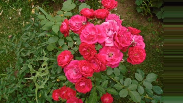 Немного красоты...