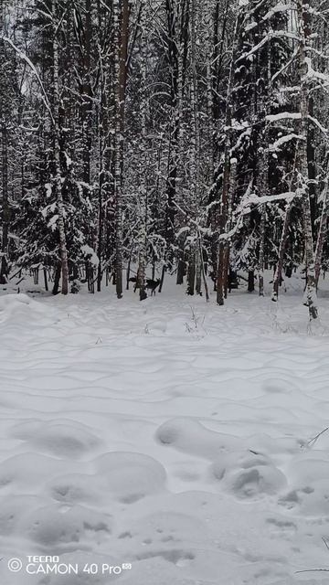 Лосиная биостанция. Оленья тропа. Олени ч. 5