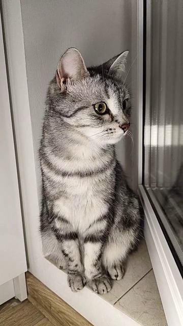 Жизнь жестянка