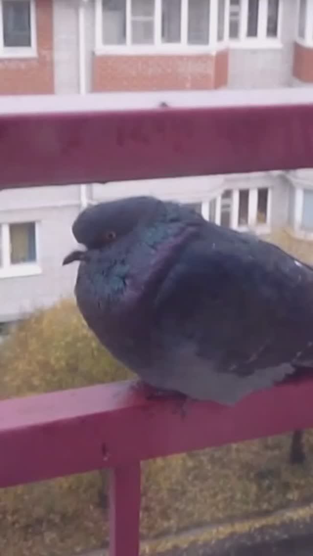 ИНТЕРЕСНЫЕ факты о ГОЛУБЯХ