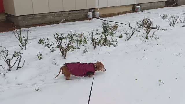 В Анапе снег опять всех немного радует