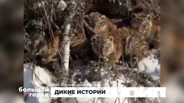 ДИКИЕ ИСТОРИИ. Большой город 13/01/2026