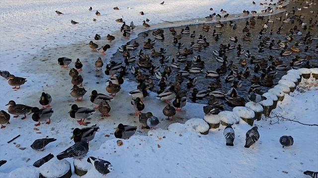 Спасительный Тортилин пруд