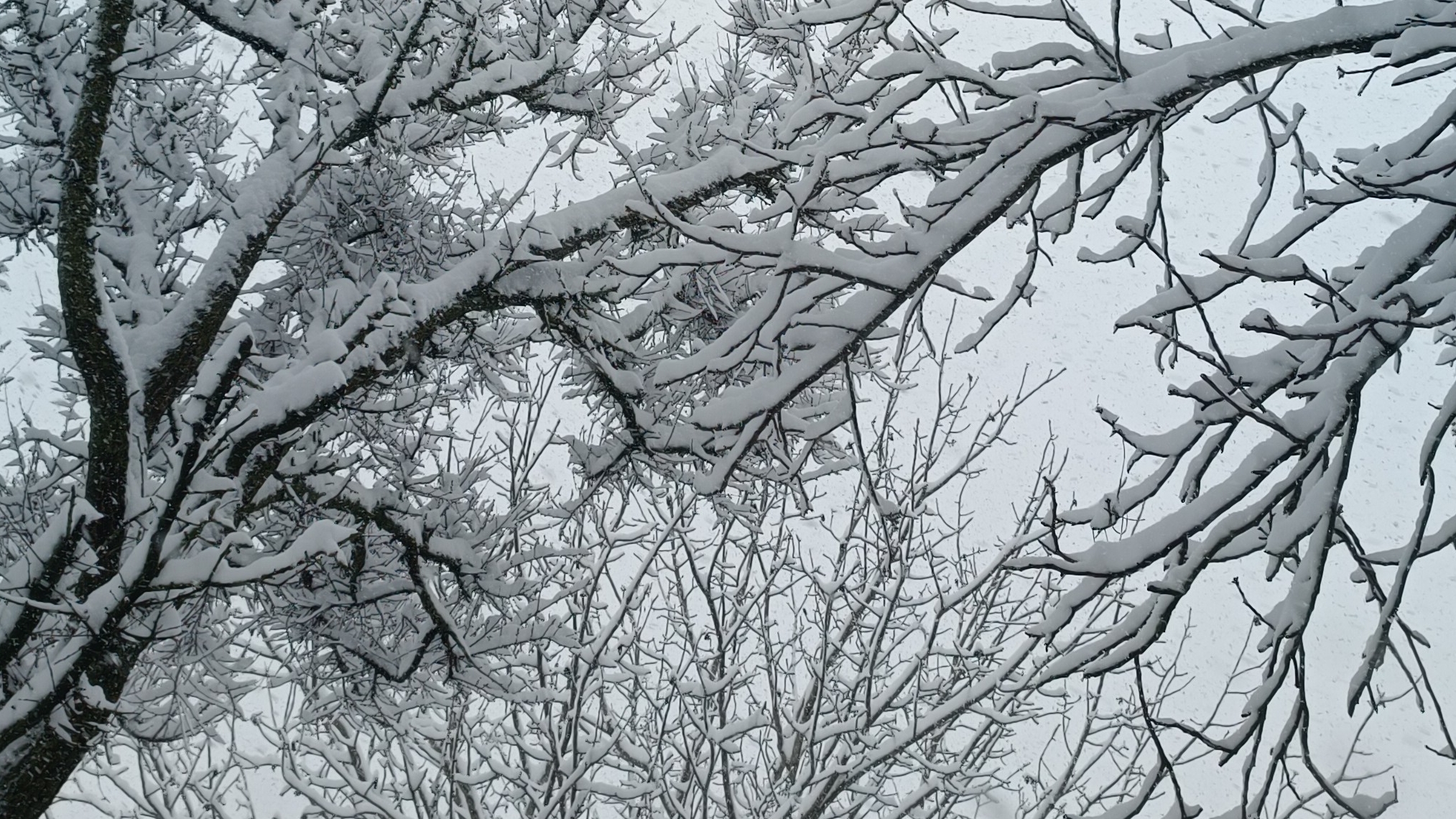 Белоснежное кружево окутало сад!  Вечерняя прогулка. 13.01.2026г.