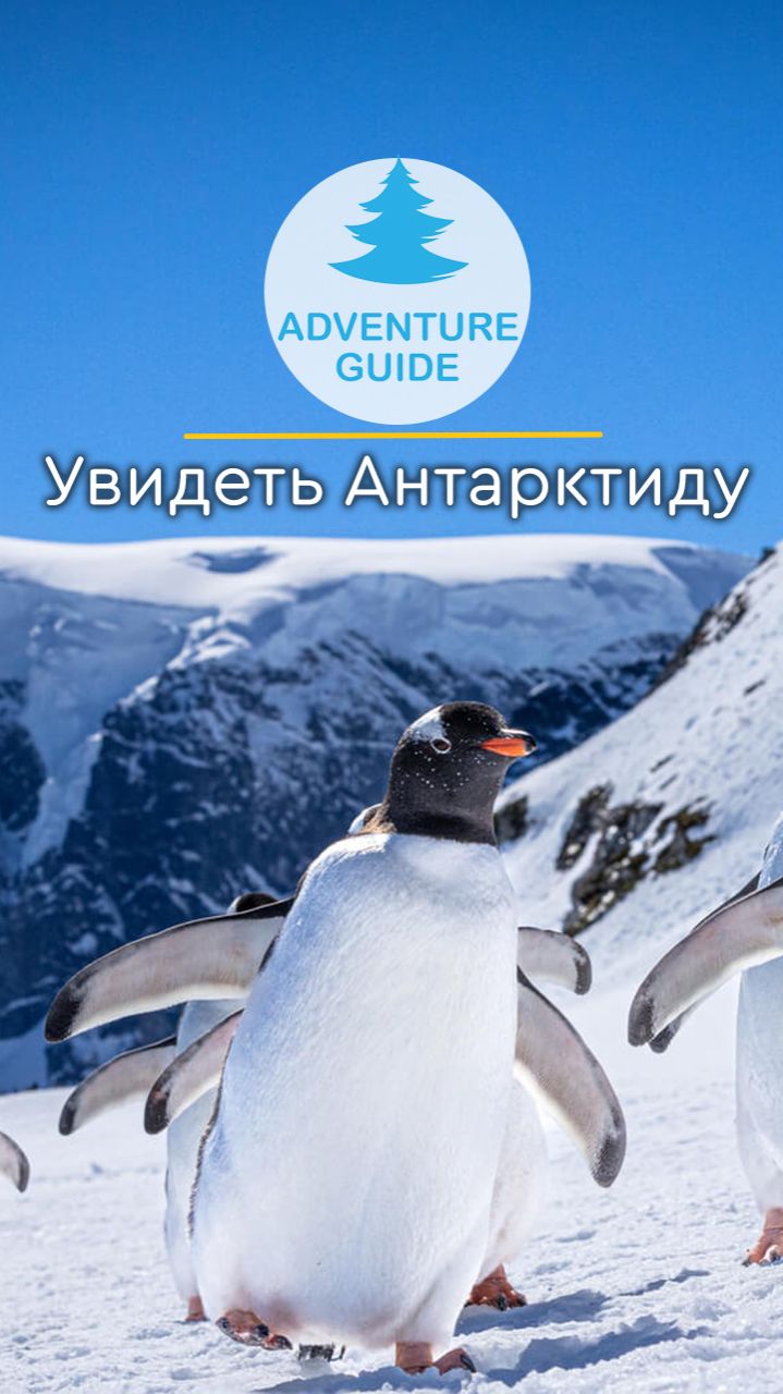 Увидеть Антарктиду #киты #пингвины #тюлени  #travel
