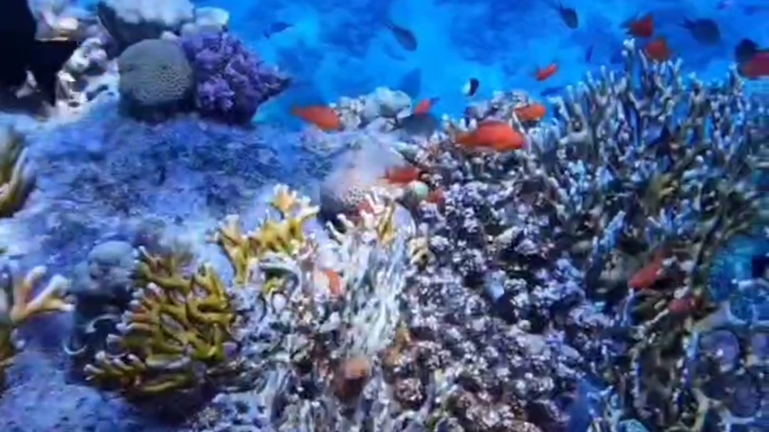 Прекрасный подводный мир рифа в Красном море Декабрь 2025 Египет