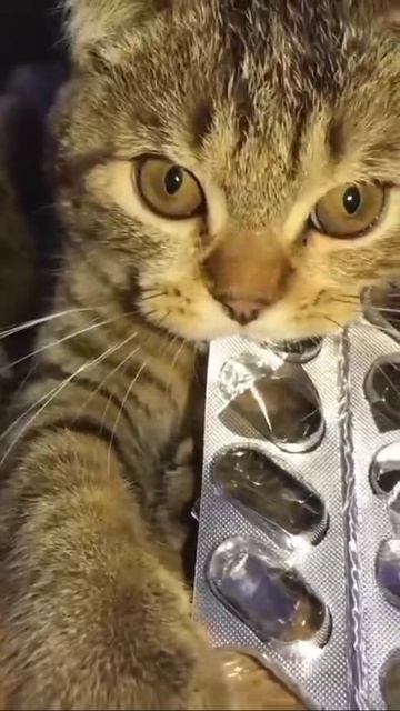 На антидепрессантах.. 🙀