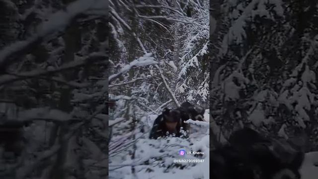 Клип_ Лесник отжигает