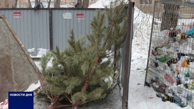 ОРЕНБУРЖЦЕВ УЧАТ ПРАВИЛЬНО УТИЛИЗИРОВАТЬ ЁЛКИ