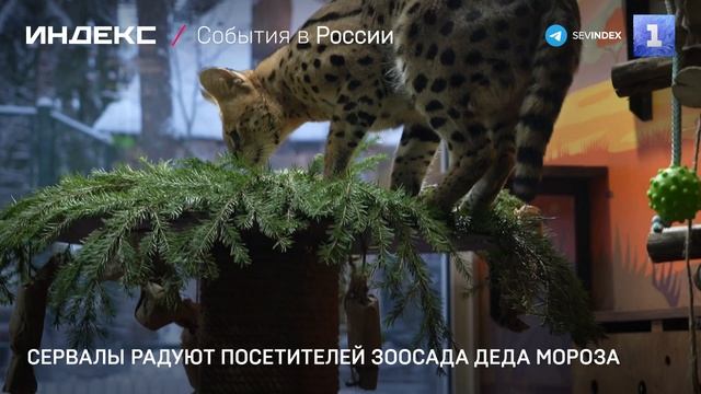 Сервалы радуют посетителей Зоосада деда Мороза