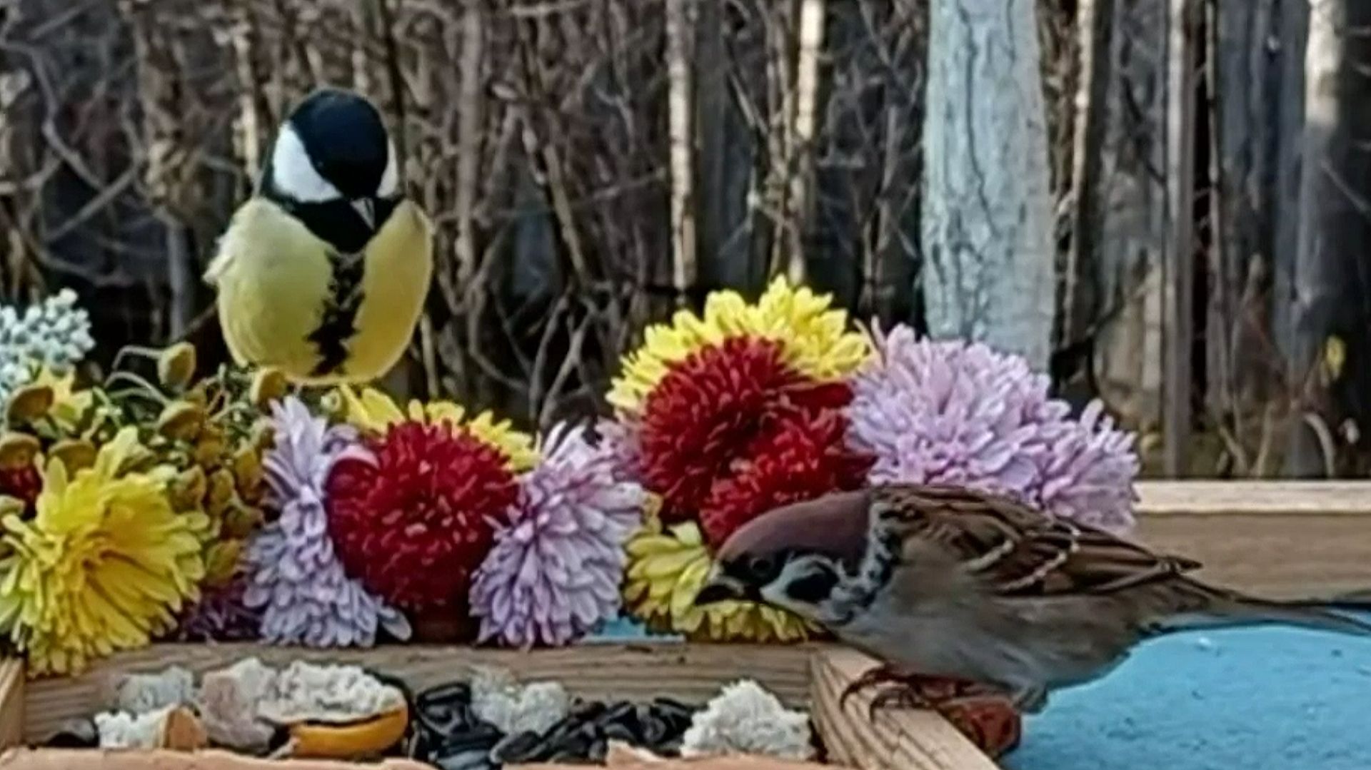 Птицы на кормушке