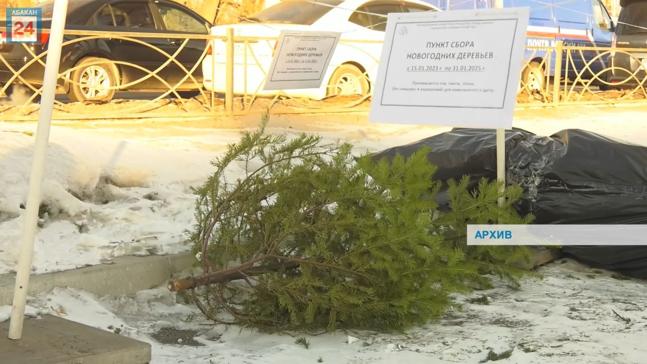 Новогодние ели отправятся на переработку: в столице Хакасии откроются 4 пункта сбора деревьев