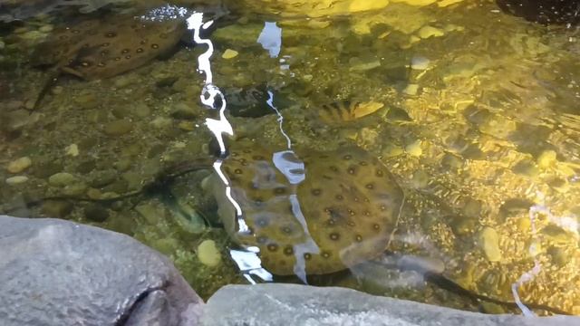 скат хвостокол зоопарк Калининград 🐧🐵