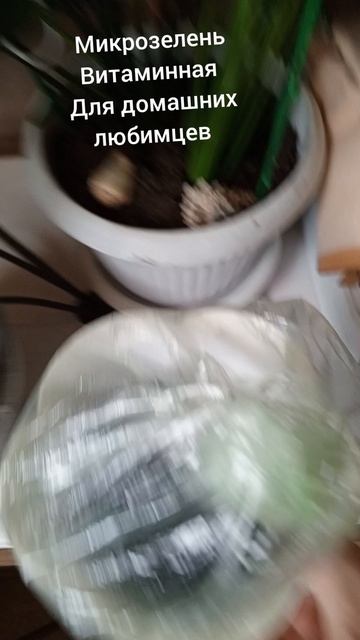 Свежие витаминки для моего котика