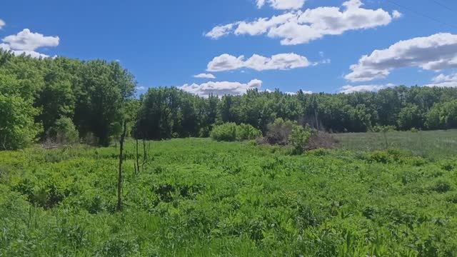 Деревенские хлопоты. Май 2025. У яблоньки теперь есть подружки. Мошкара нанесла серьезные травмы((