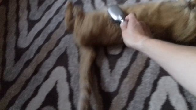 Рыжий танец