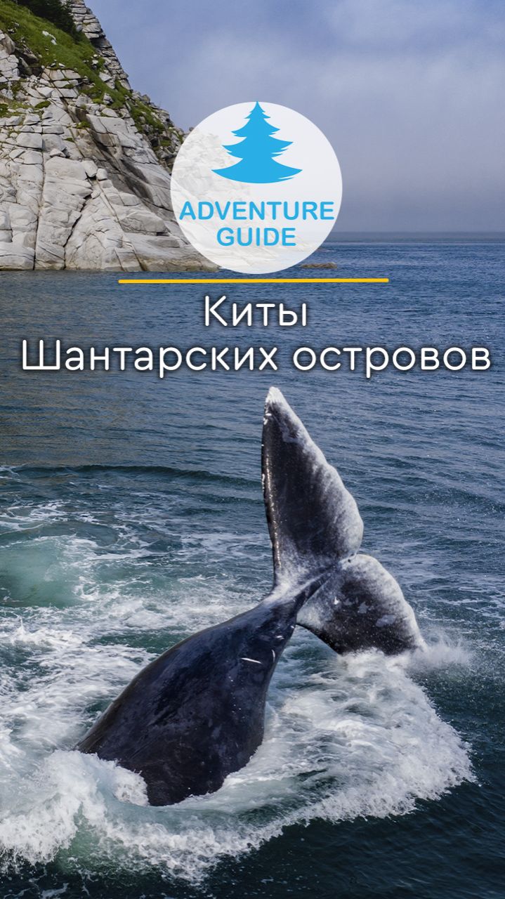 Киты Шантарских островов #киты #whale #шантарскиеострова